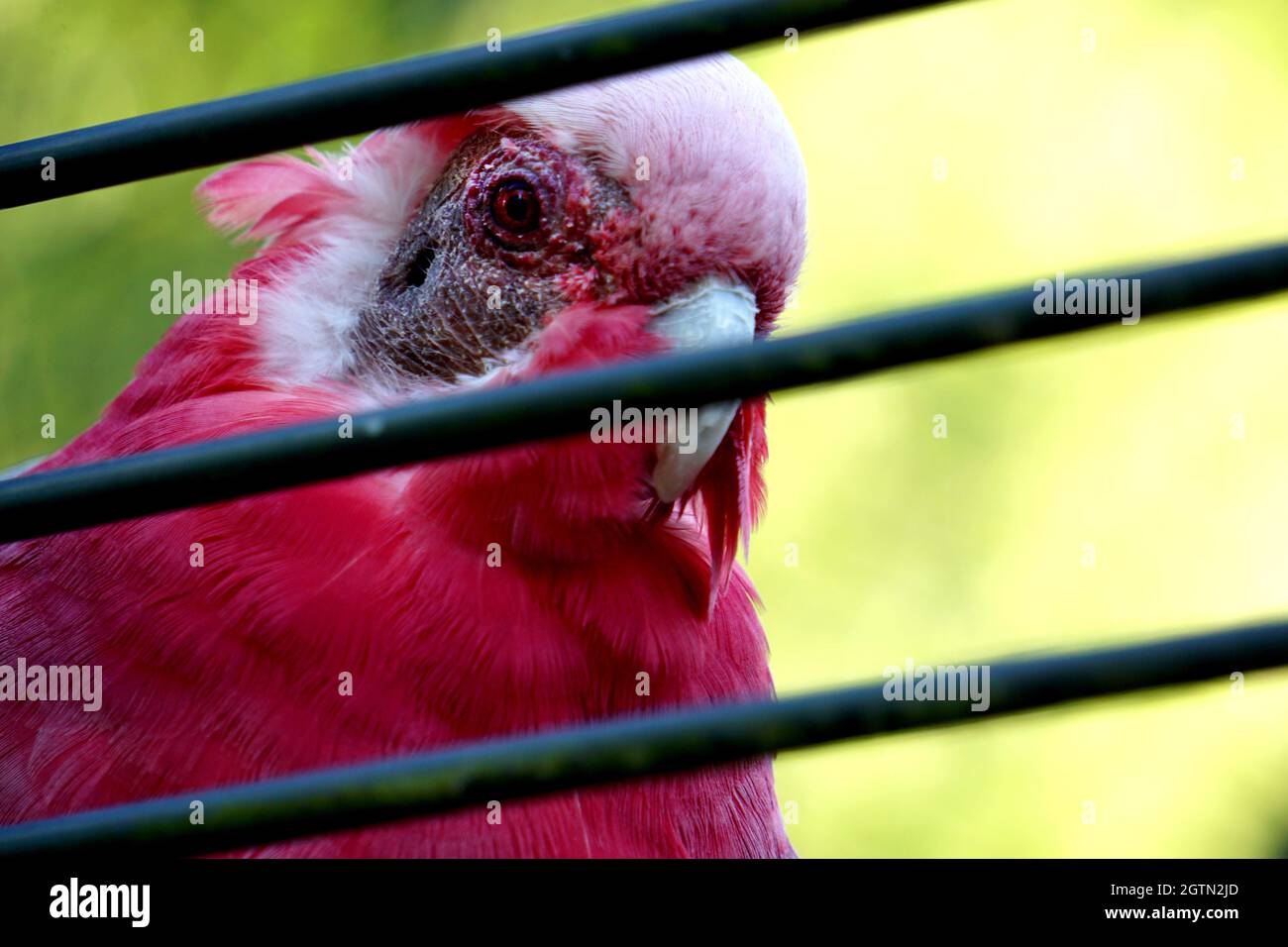 Parrot nose hi-res stock photography and images - Alamy