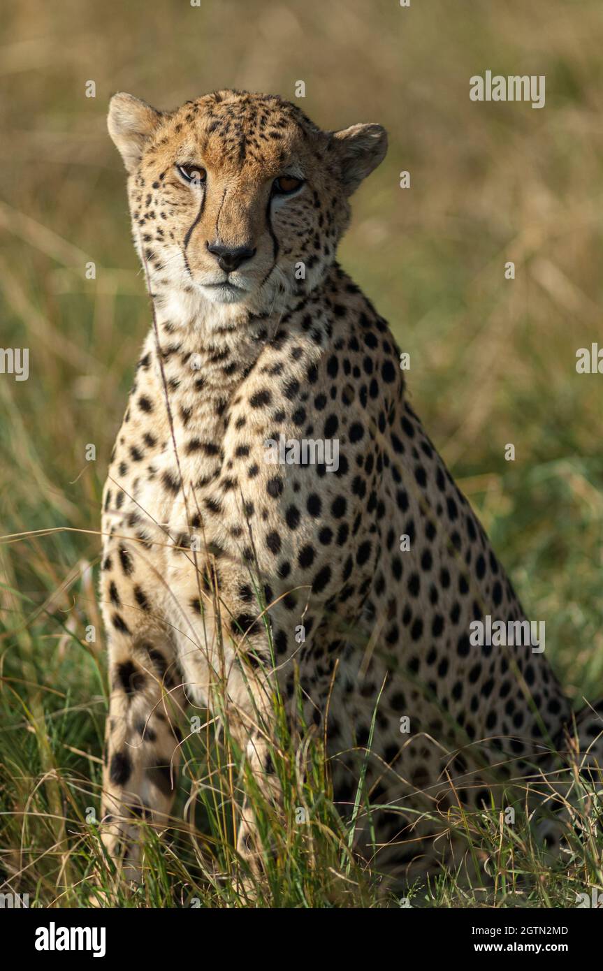 A cheetah, with a long scar on its nose, sits in tall grass in Masai ...