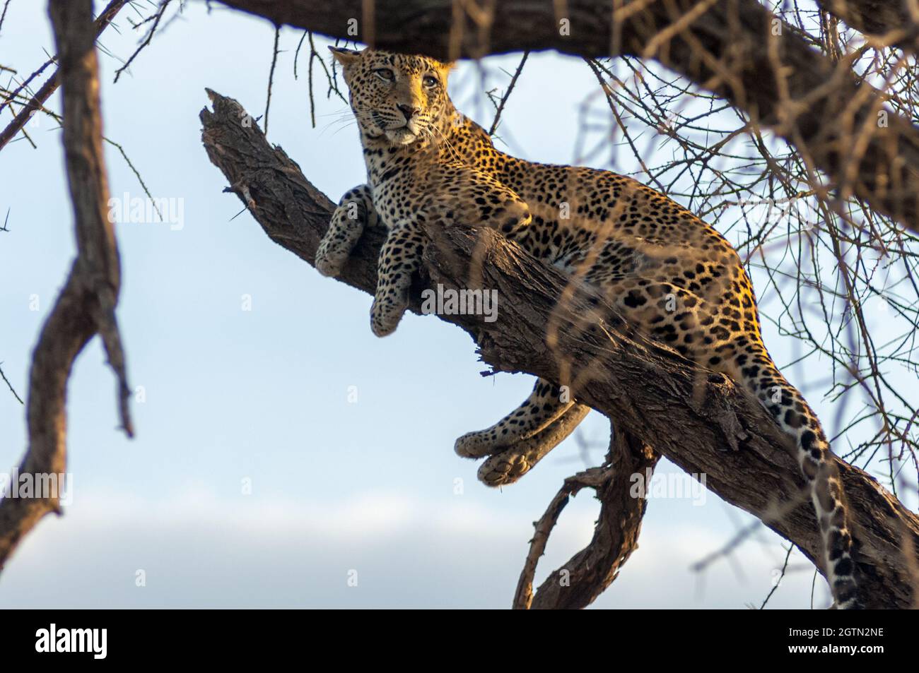 Leopard sitting on tree hi-res stock photography and images - Alamy