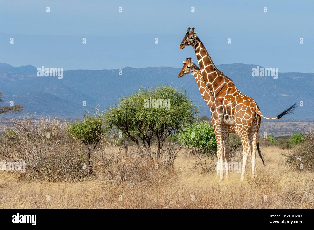 Two reticulated giraffes tower over acacia bushes in Kenya's Samburu ...