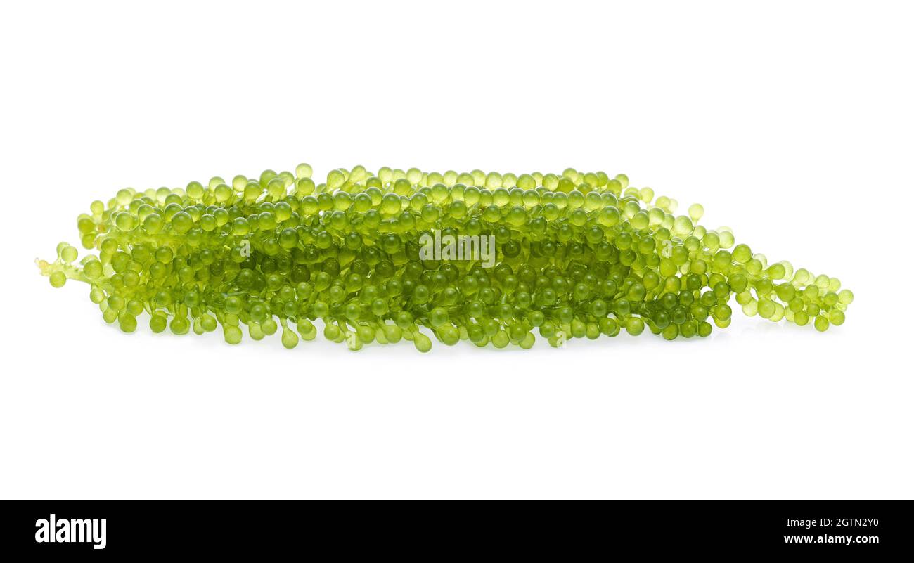 Caulerpa Lentillifera High Resolution Stock Photography and Images - Alamy