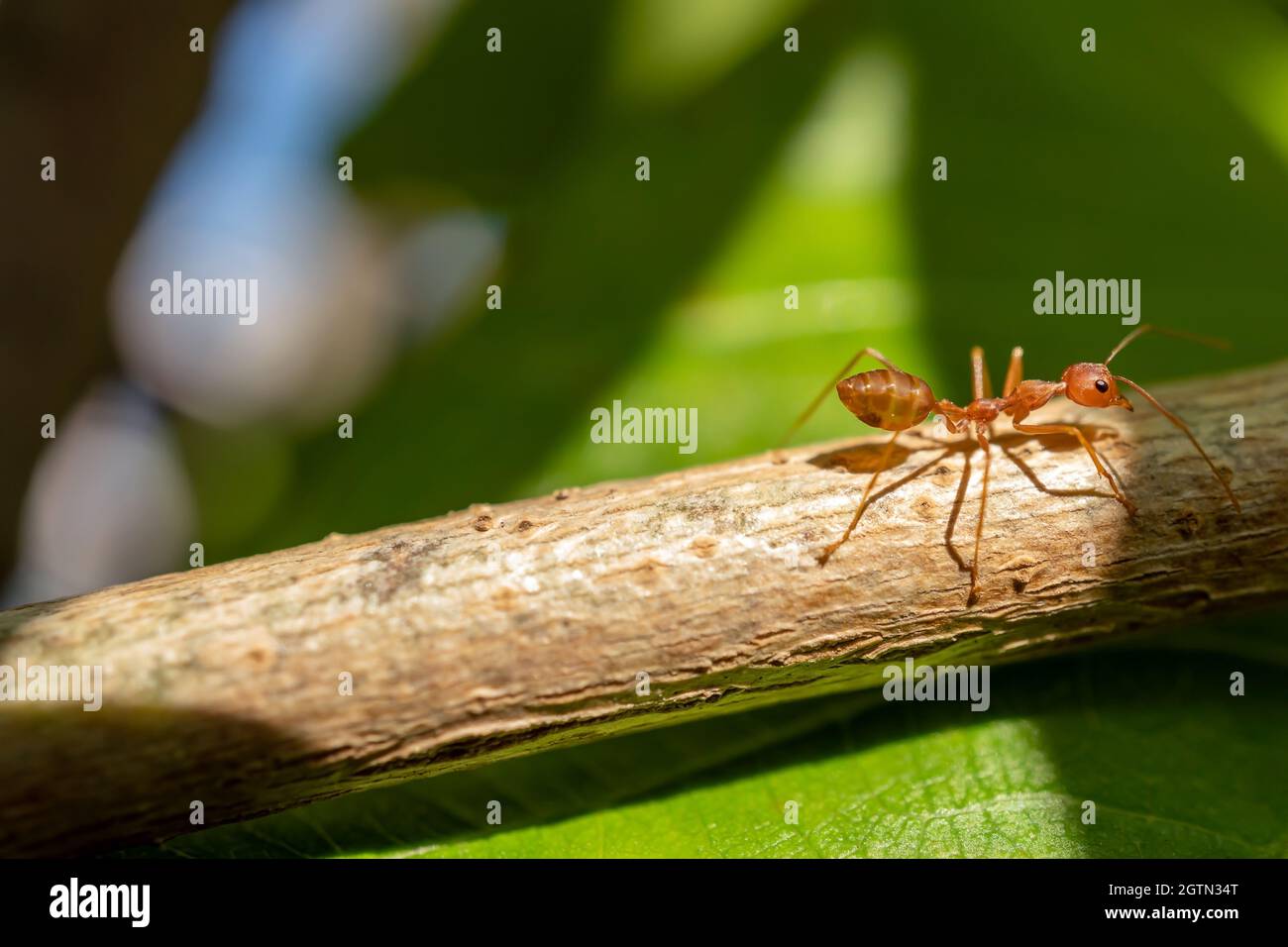 Weaver ant walking hi-res stock photography and images - Alamy