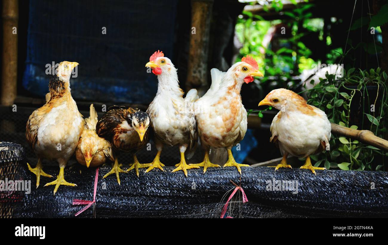 Dwarf hen do hi-res stock photography and images - Alamy