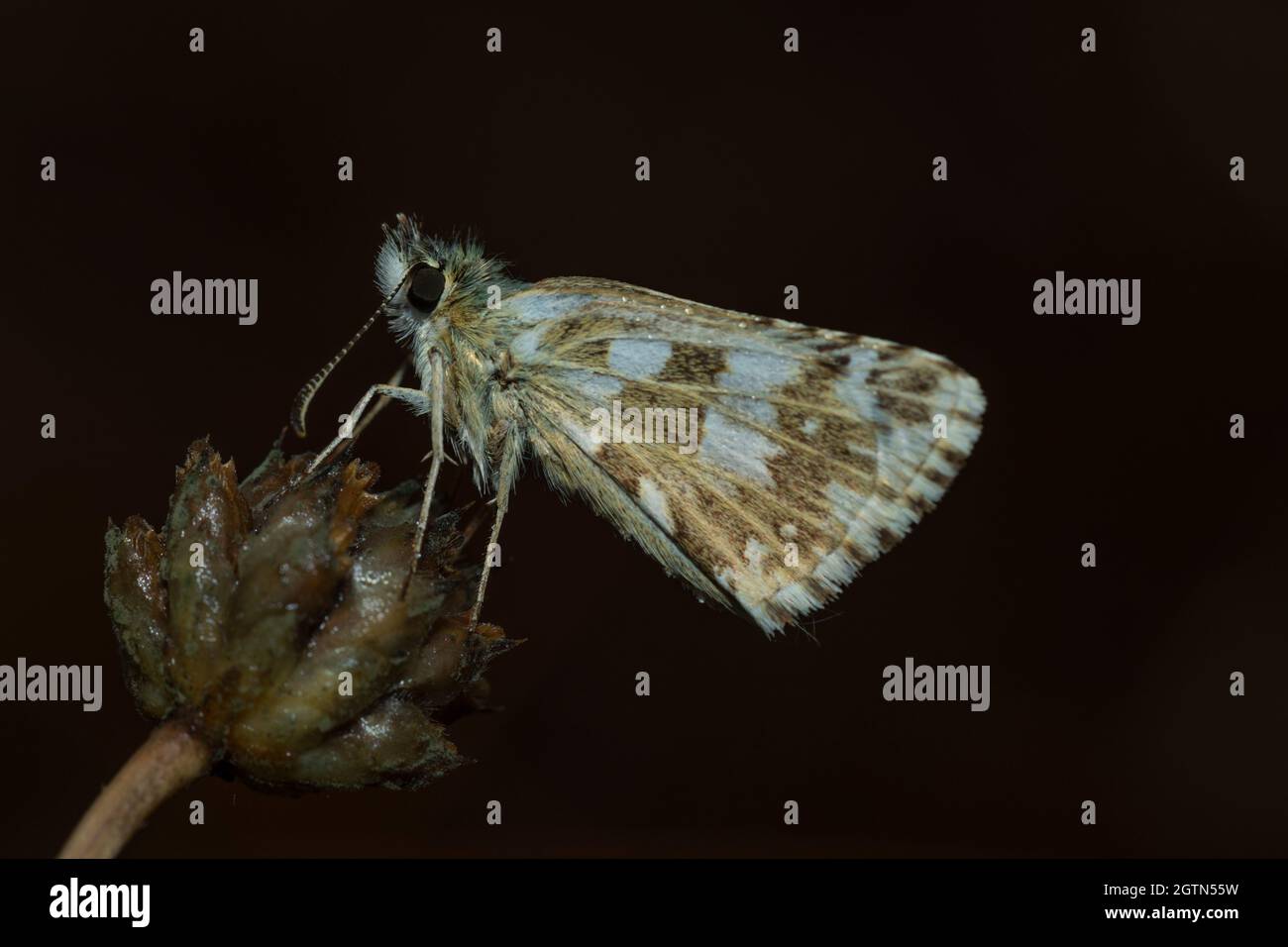 Pyrgus communis, the common checkered-skipper, is a species of ...