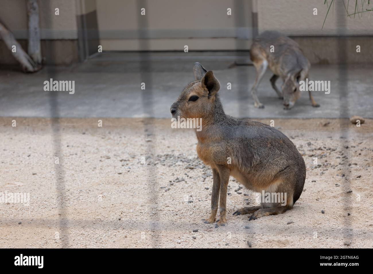 Saitama zoo hi-res stock photography and images - Alamy