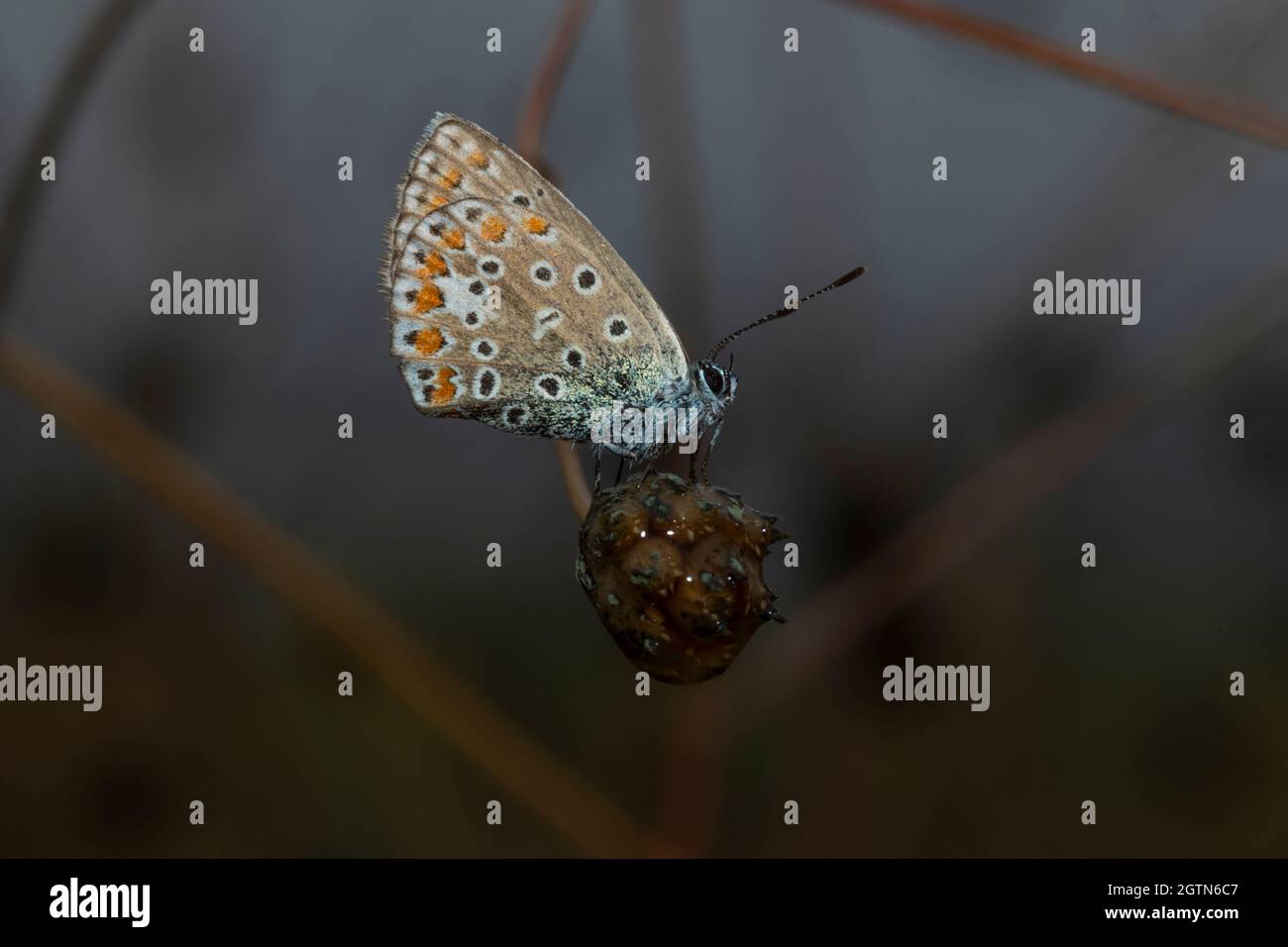 The common blue butterfly (Polyommatus icarus) is a butterfly in the ...