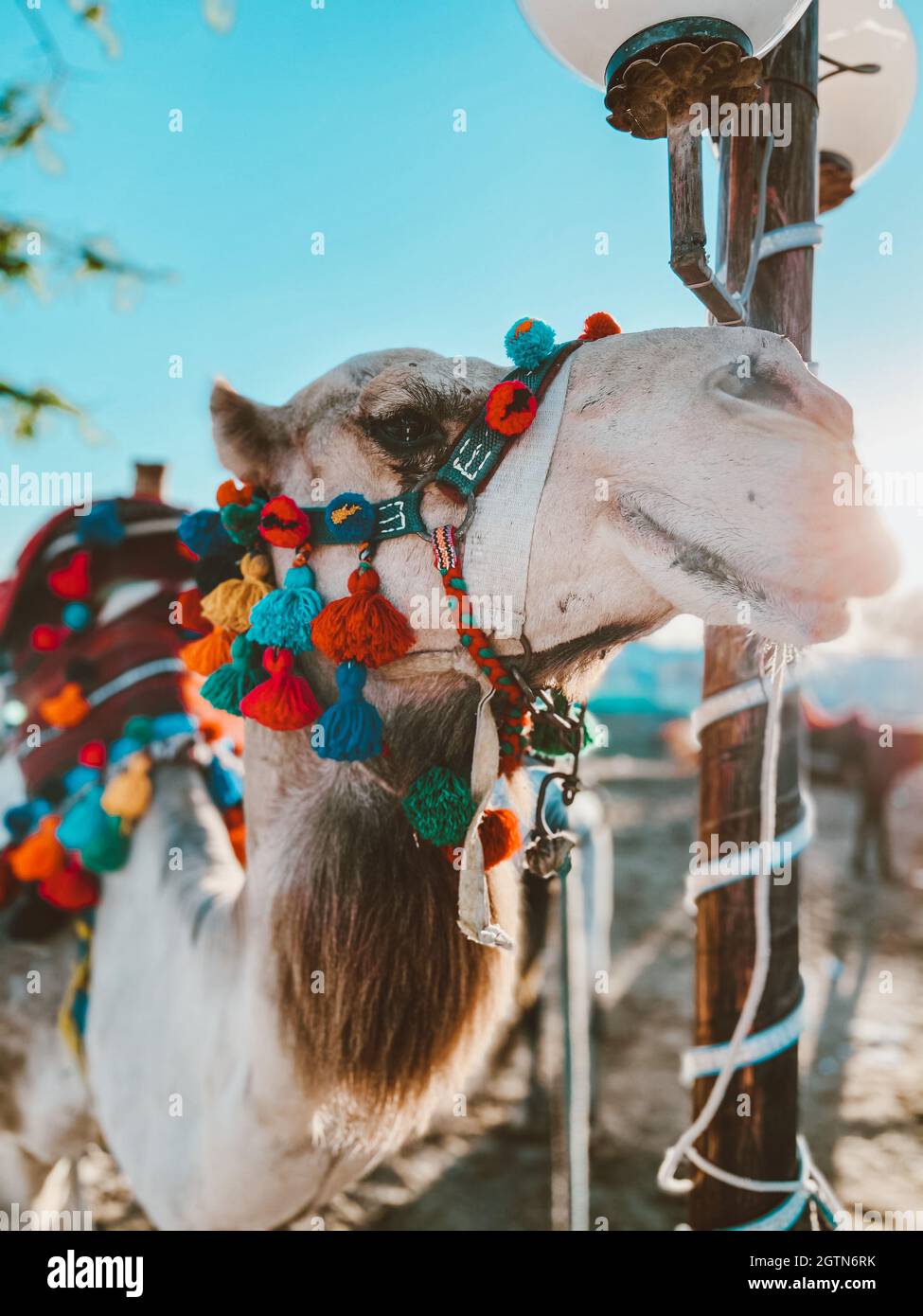 Side Profile Of A Camel High Resolution Stock Photography and Images ...