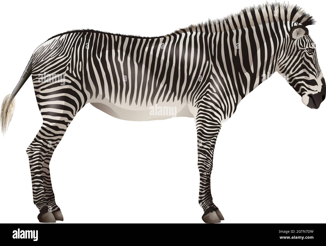 Zebra head on white background Stock Vector Images - Alamy