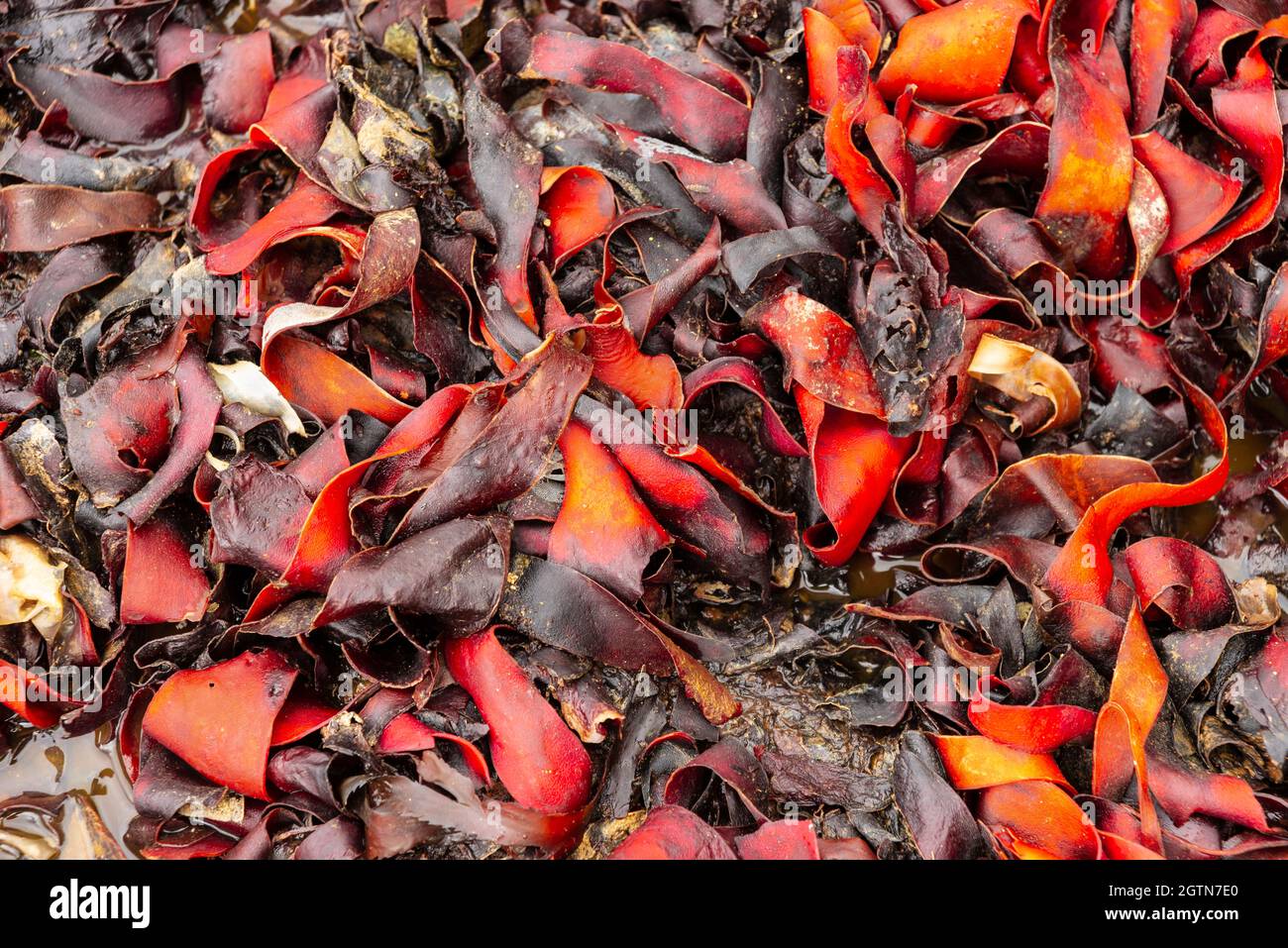 Seaweed farming japan hi-res stock photography and images - Alamy