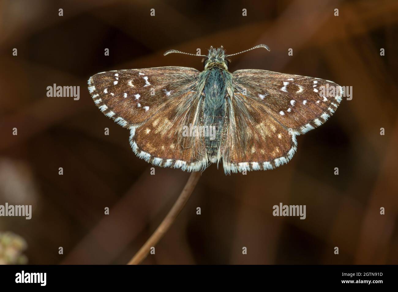 Pyrgus communis, the common checkered-skipper, is a species of ...