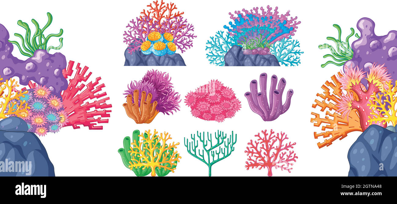 Types Of Coral