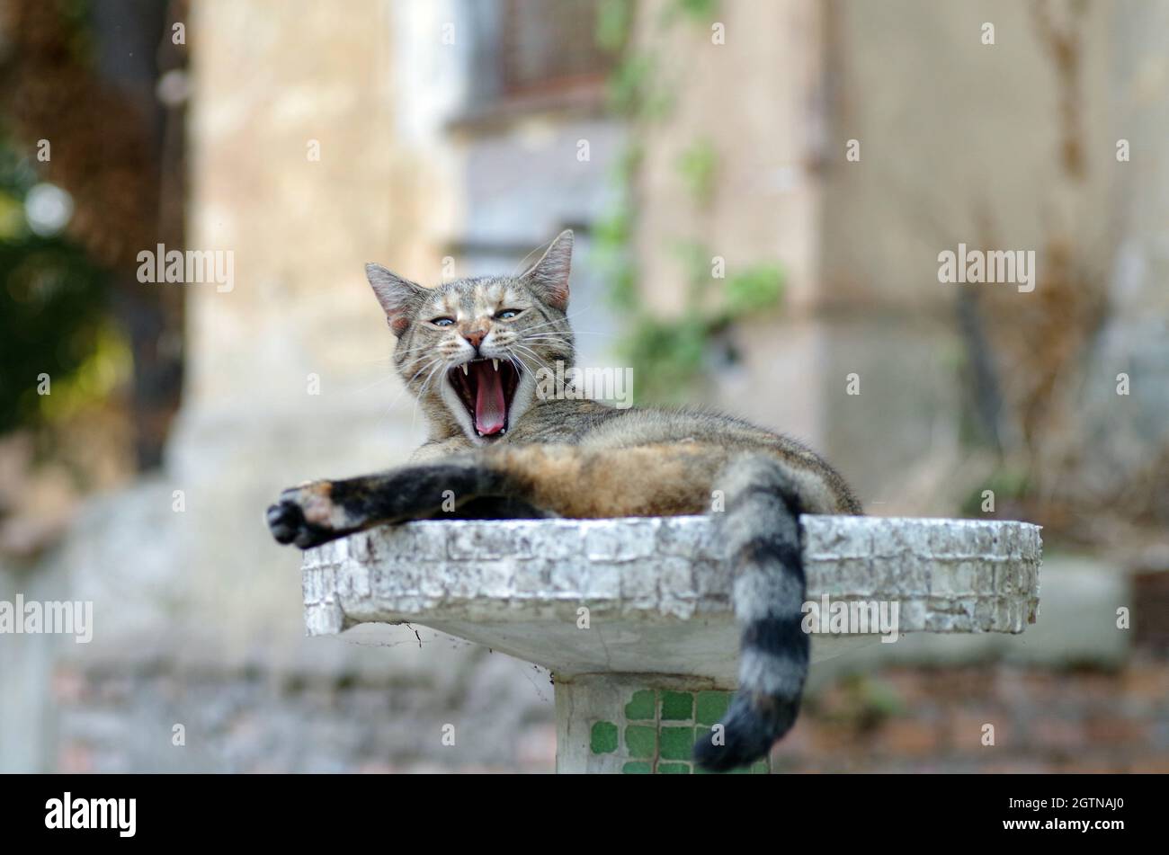 An Angry Cat Standing On A Fountain And Looking At Camera Stock Photo ...