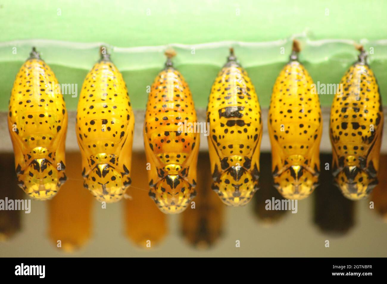 Chrysalis Butterfly Ball High Resolution Stock Photography and Images ...