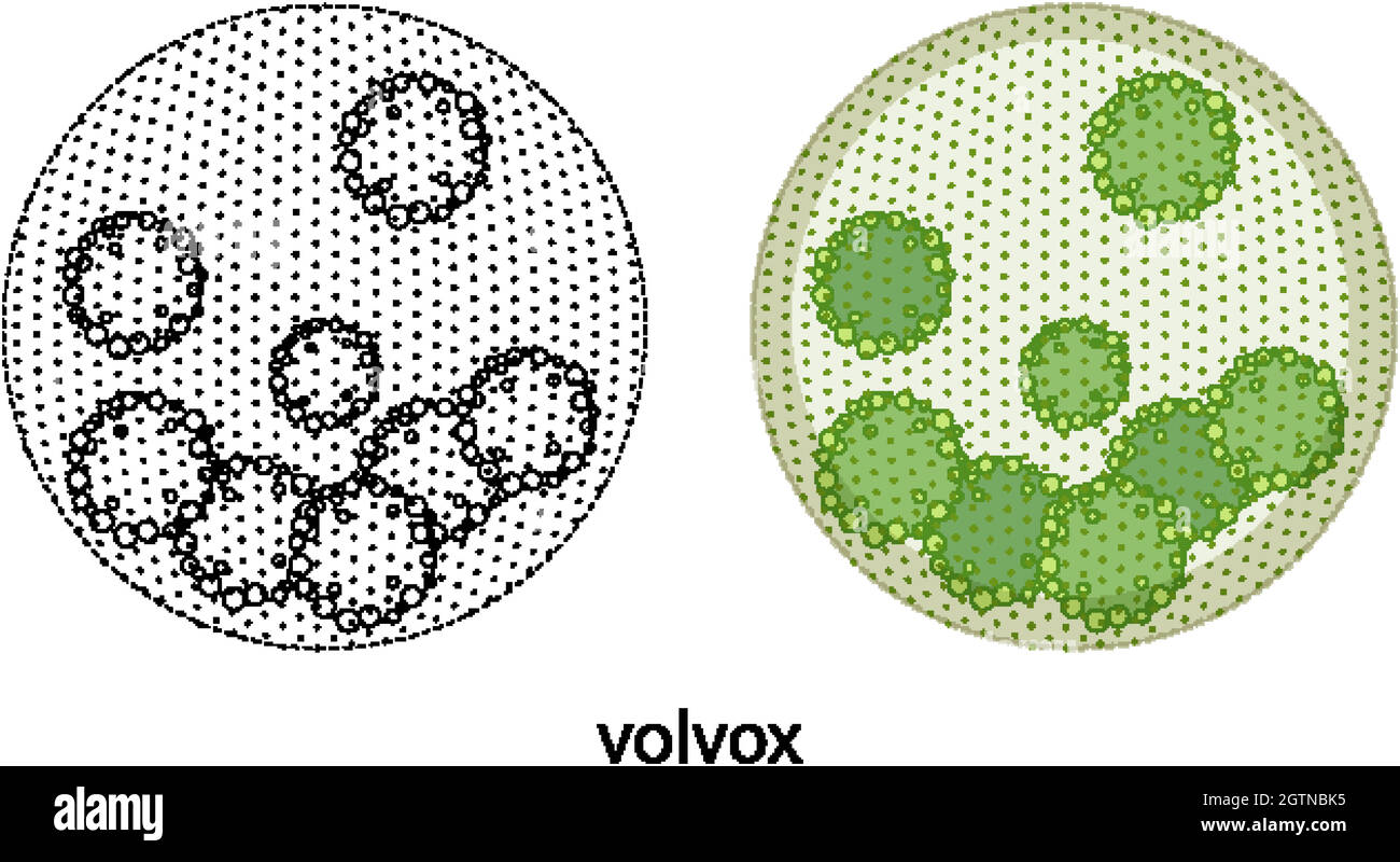 Volvox in colour and doodle on white background Stock Vector Image ...