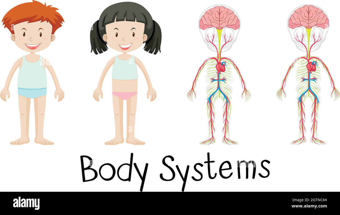 Body systems of boy and girl Stock Vector Image & Art - Alamy