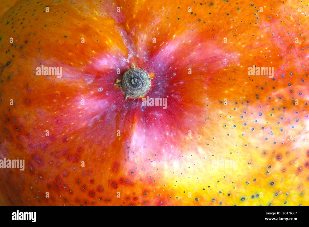 Mango fruit, Close up shot of mango Stock Photo - Alamy