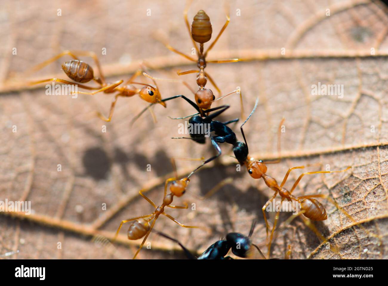 Ants war hi-res stock photography and images - Alamy