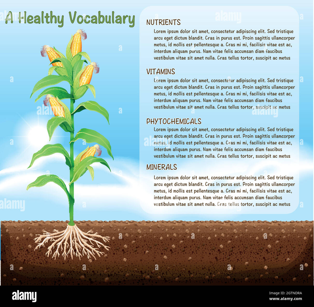 Corn tree and text design Stock Vector Image & Art - Alamy