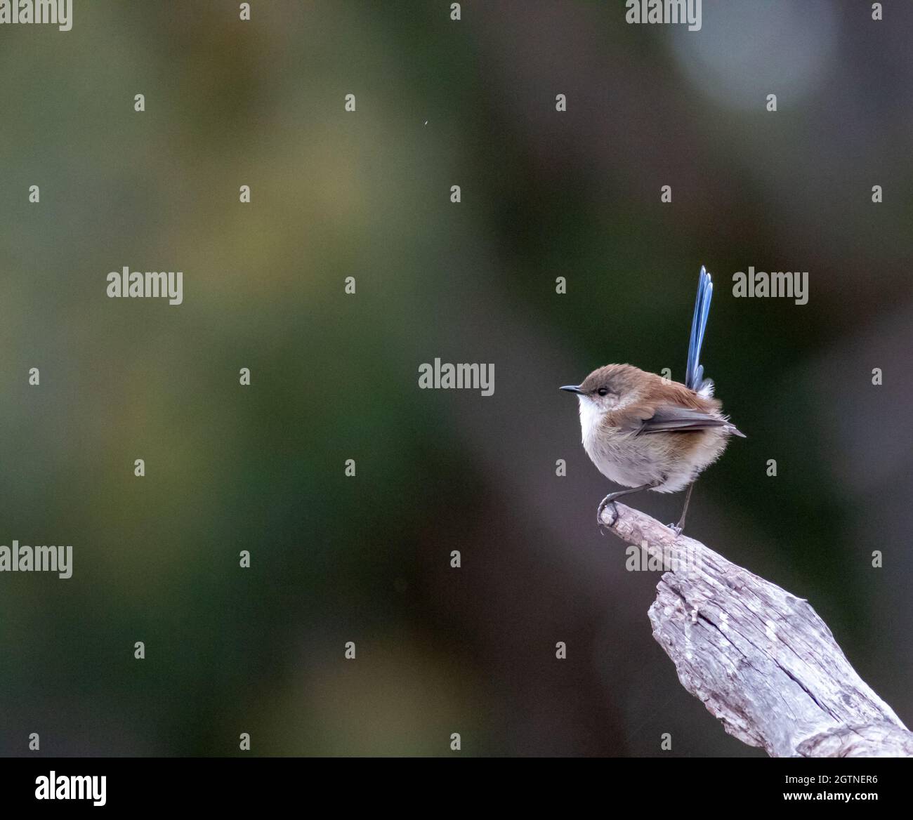 Wren close up beak hi-res stock photography and images - Alamy