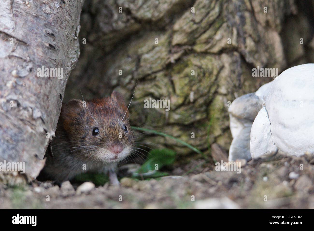 Mouse animal and rock hi-res stock photography and images - Alamy