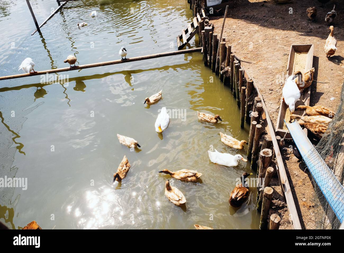 Chicken farm animals hi-res stock photography and images - Alamy