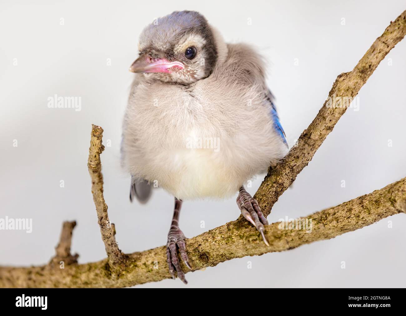 Blue jay bird house hi-res stock photography and images - Alamy