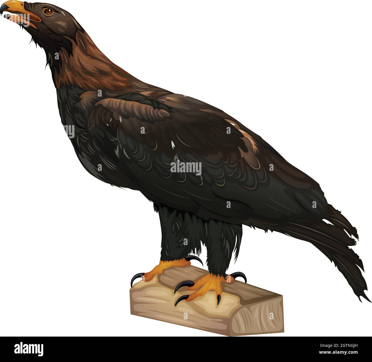 Wedge tailed eagle feet hi-res stock photography and images - Alamy