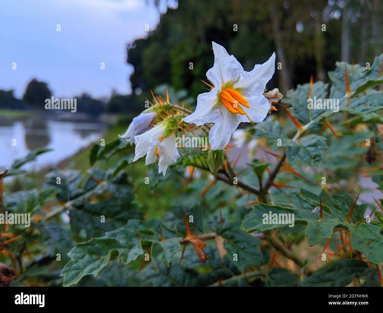 Soft focus of white Solanum flowers with spiny leaves at a nature park ...