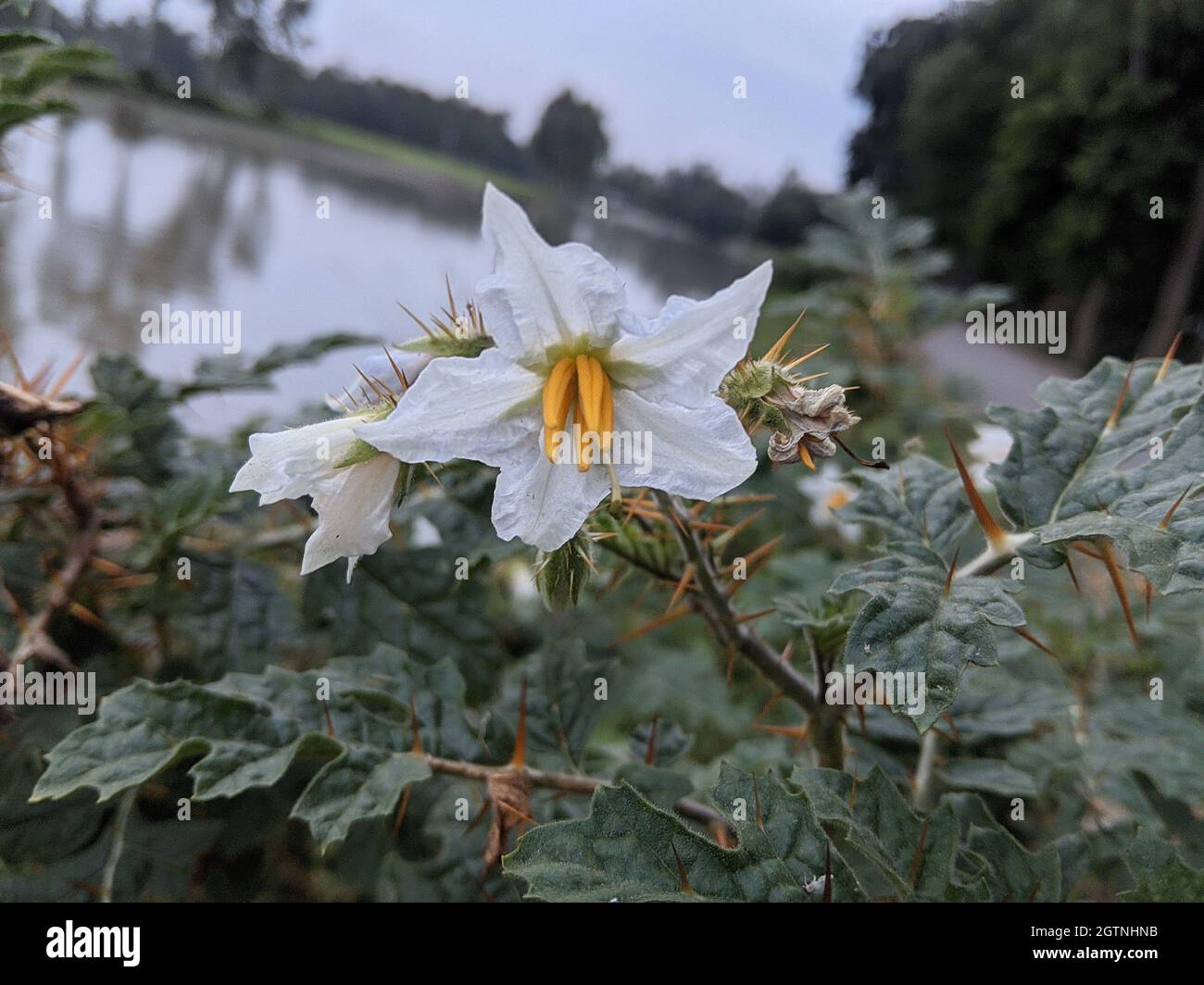 Soft focus of white Solanum flowers with spiny leaves at a nature park ...
