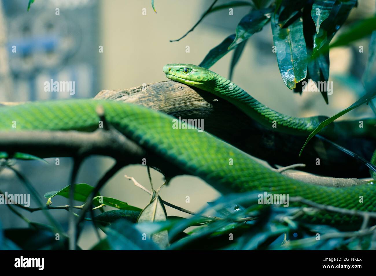 Green mamba african tree snake High Resolution Stock Photography and ...