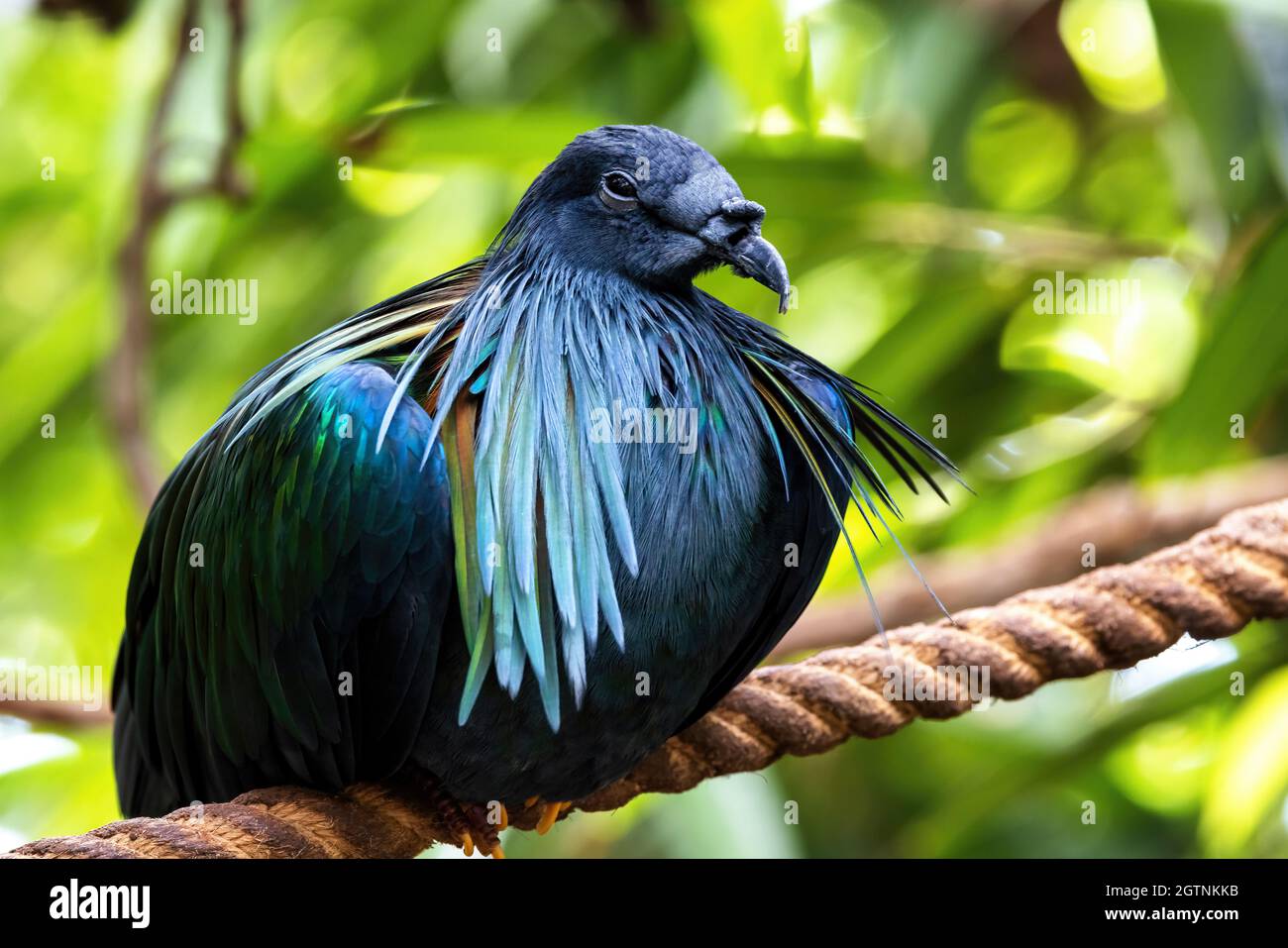 Dodo bird hi-res stock photography and images - Alamy