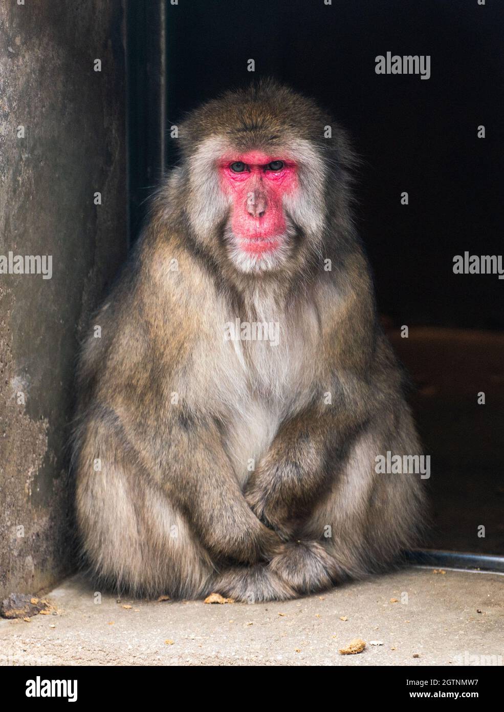 Maqaque hi-res stock photography and images - Alamy