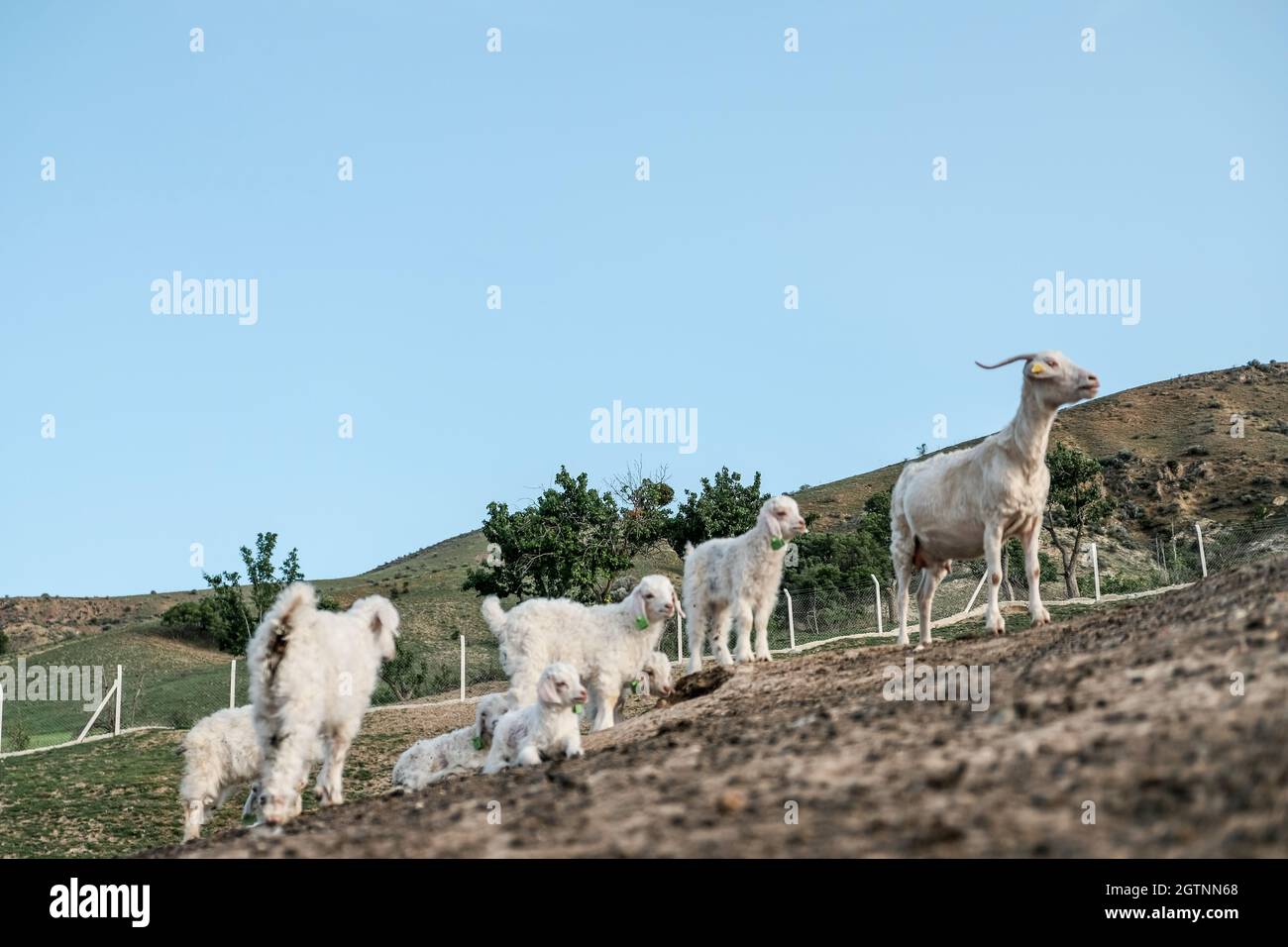 Ankara goat hi-res stock photography and images - Alamy