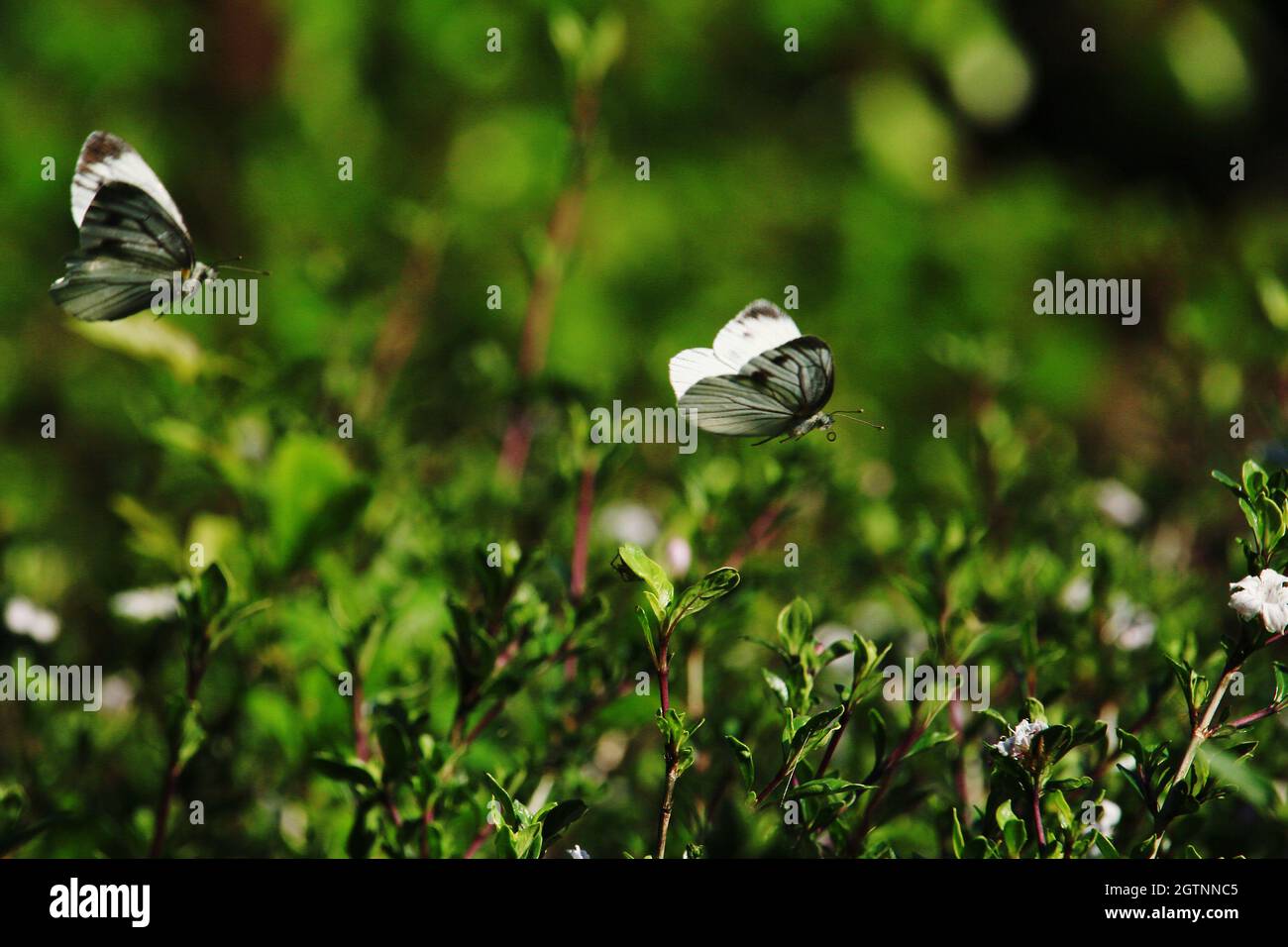 Bird wing butterfly hi-res stock photography and images - Alamy