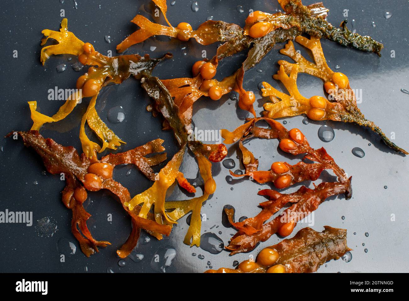 Brown algae on the coast hi-res stock photography and images - Alamy
