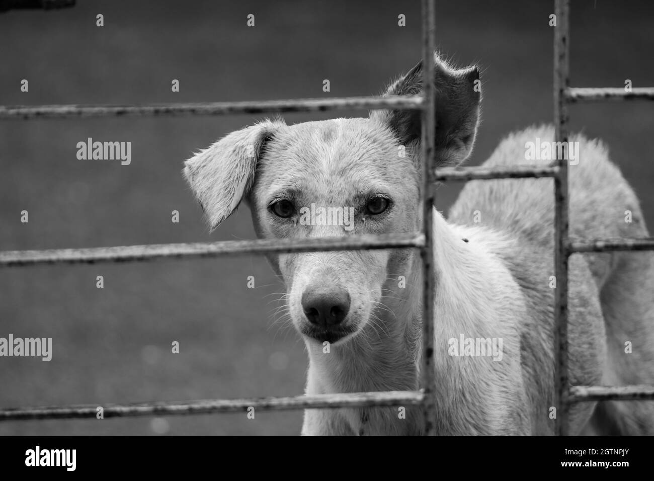 Why Is A Dog A Living Thing