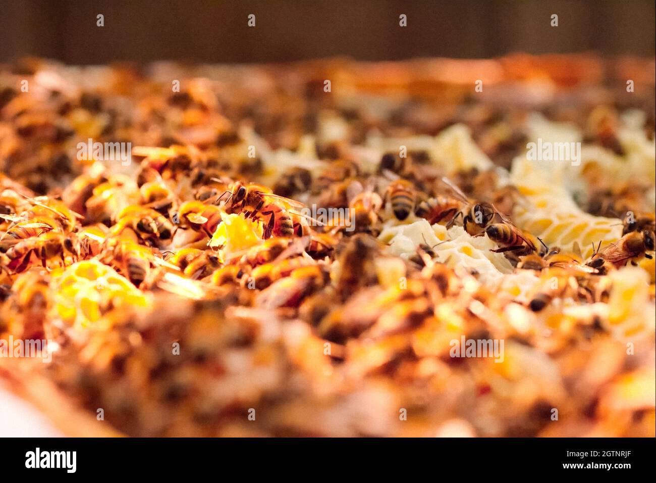 Fast bee hi-res stock photography and images - Alamy