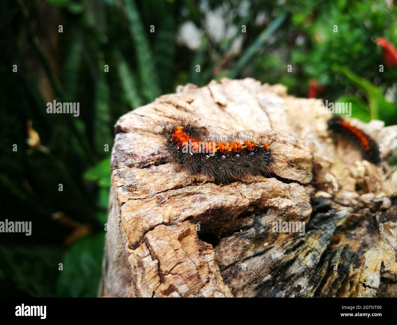 Butterfly tree stump hi-res stock photography and images - Alamy