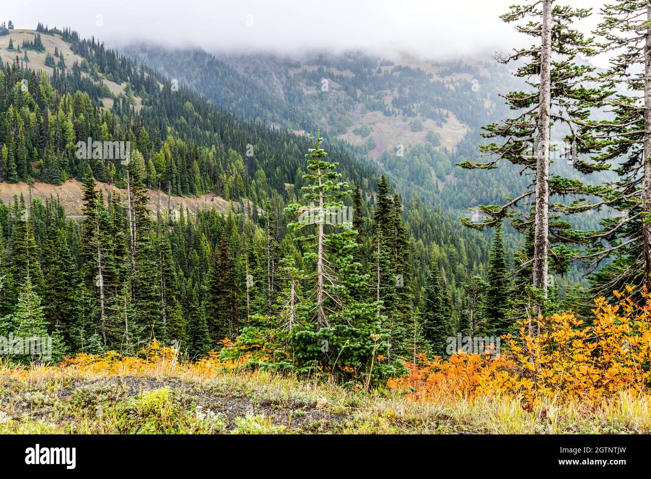 Landscape shot of Hurricane Ridge in Washington State Stock Photo - Alamy