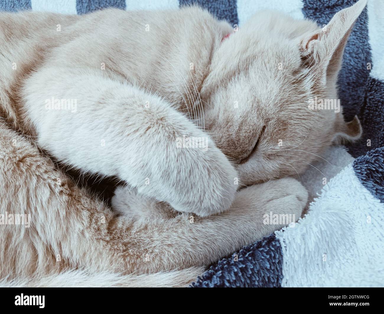 Animal sleeping covering eyes hi-res stock photography and images - Alamy