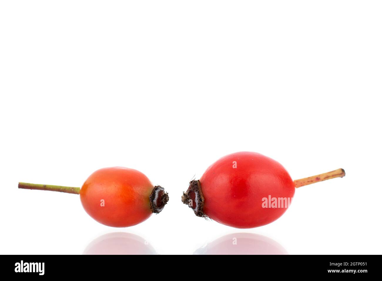 Yellow red rose briar Cut Out Stock Images & Pictures - Alamy