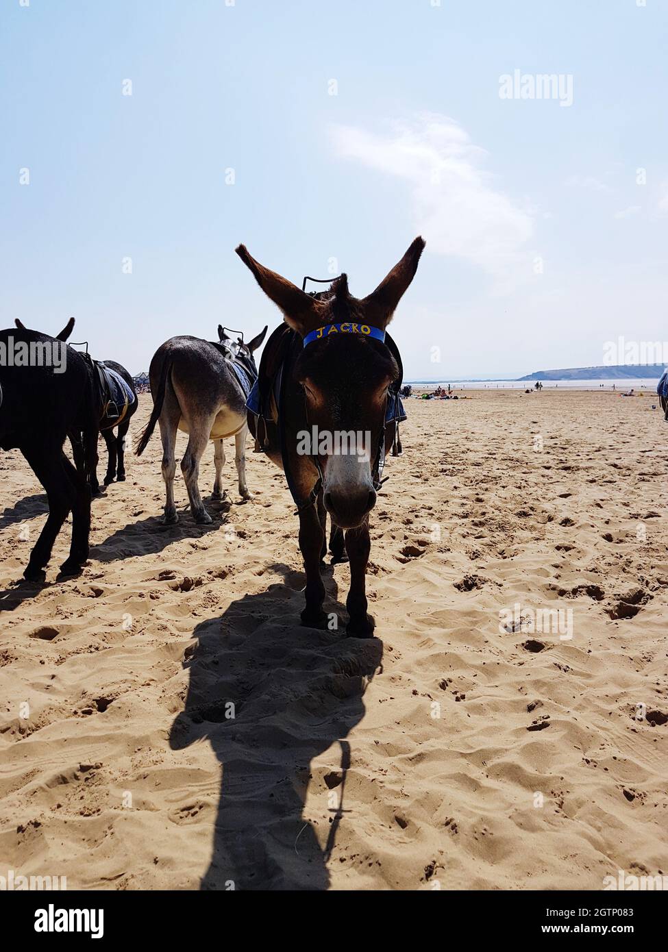 Working donkey group hi-res stock photography and images - Alamy