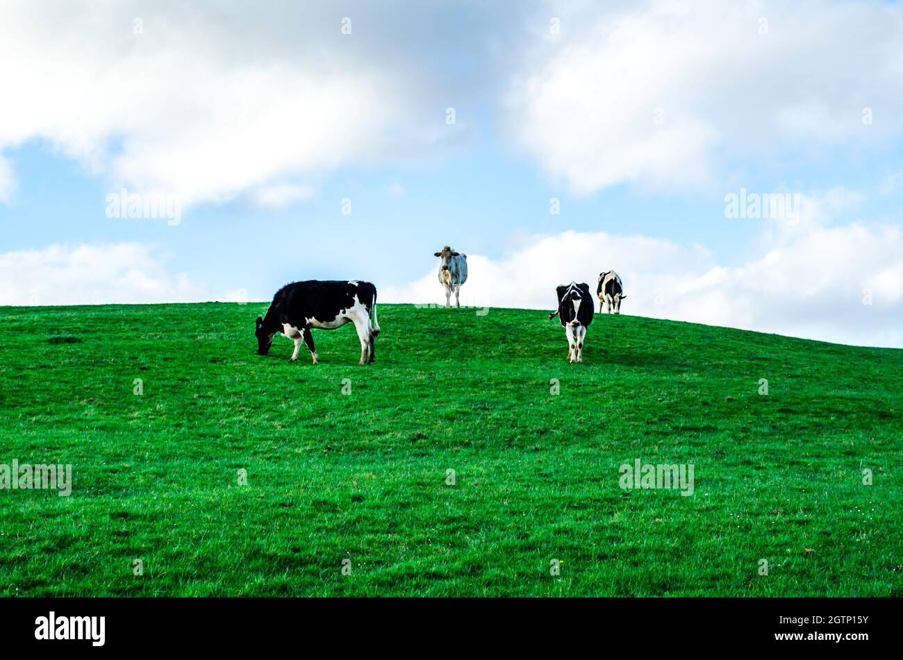 Dairy cows australia hi-res stock photography and images - Alamy