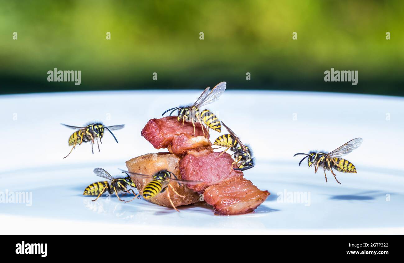 A Swarm Of Wasps Flies On A Plate And Eats Fried Meat Stock Photo - Alamy