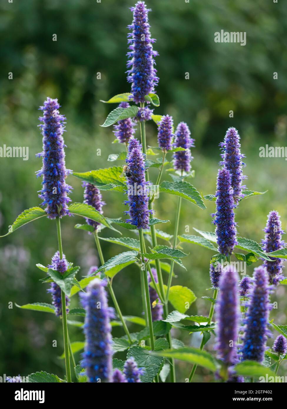 Anise Hyssop flowers Stock Photo - Alamy