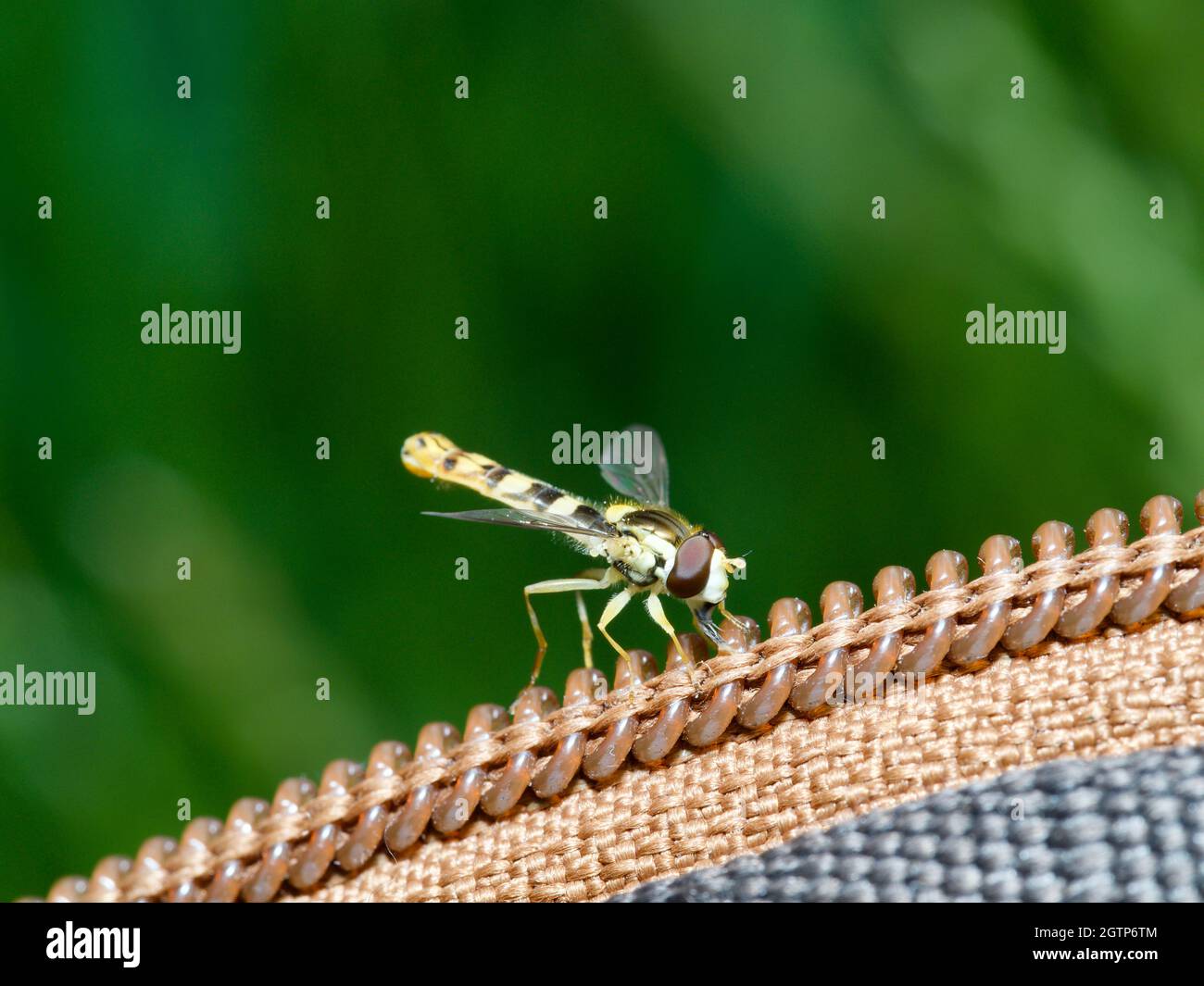 Dragonfly hive hi-res stock photography and images - Alamy