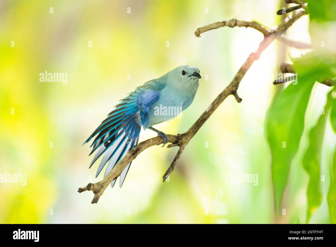 A pastel colored photo of a Blue-gray Tanager stretching his wing with ...
