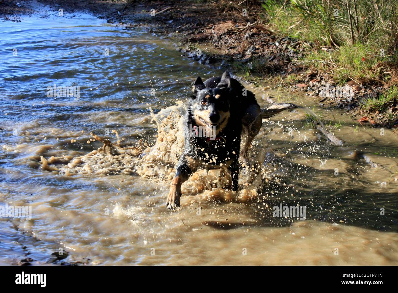 Running in puddle hi-res stock photography and images - Alamy