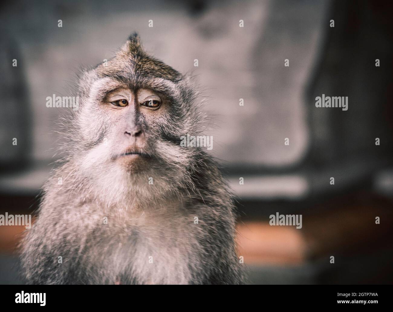 Monkey meme hi-res stock photography and images - Alamy