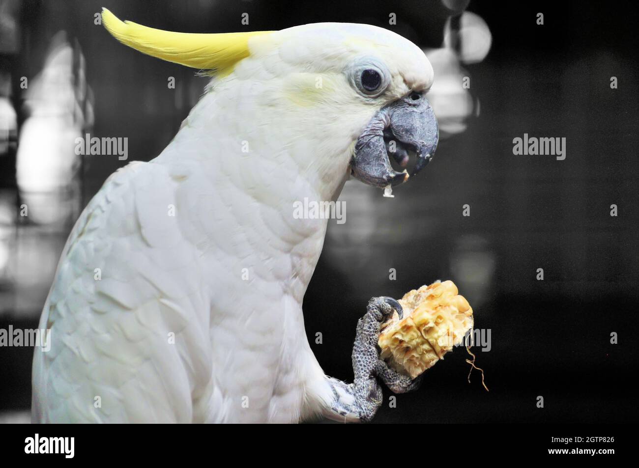 Parrot open mouth hi-res stock photography and images - Alamy